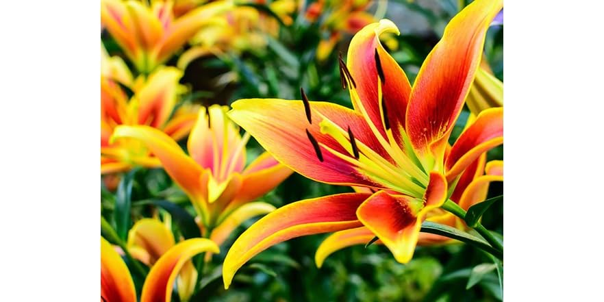 Gardening4Less Asiatic Lily Flower Bulb Mixed Collection