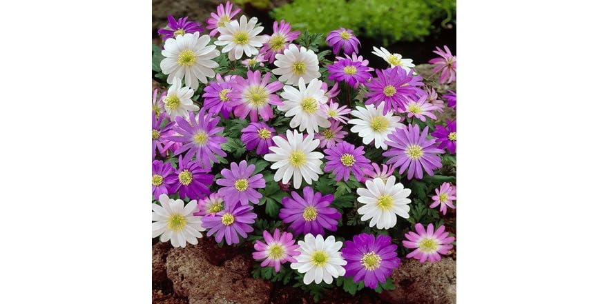 Mixed Anemone Blanda 45-Bulbs