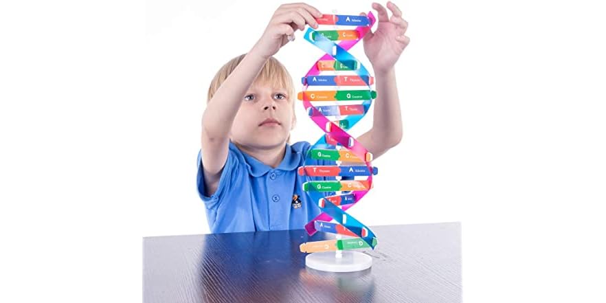 Double Helix Model