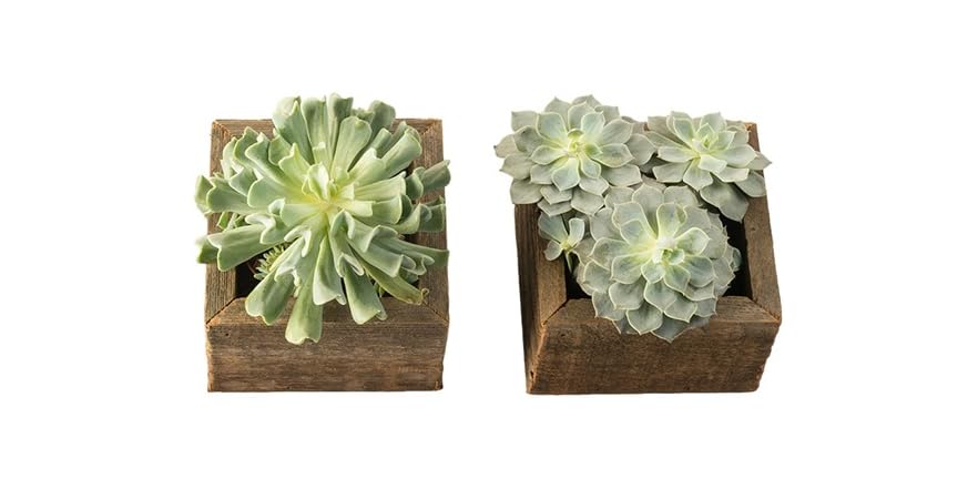 Succulent Duo Reclaimed Cubes 2 plants