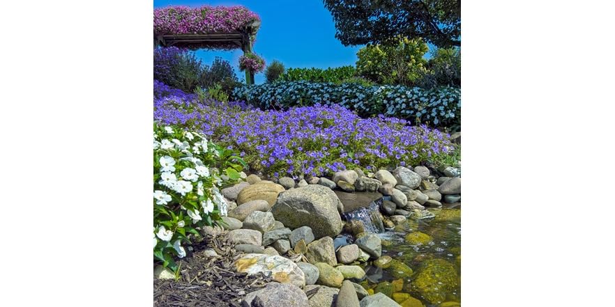 Rock Garden Flower Collection - 55 Bulbs