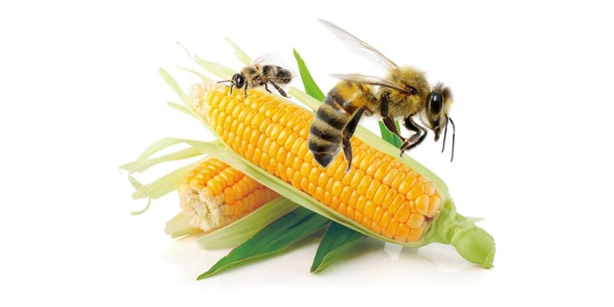 Bees on Corn