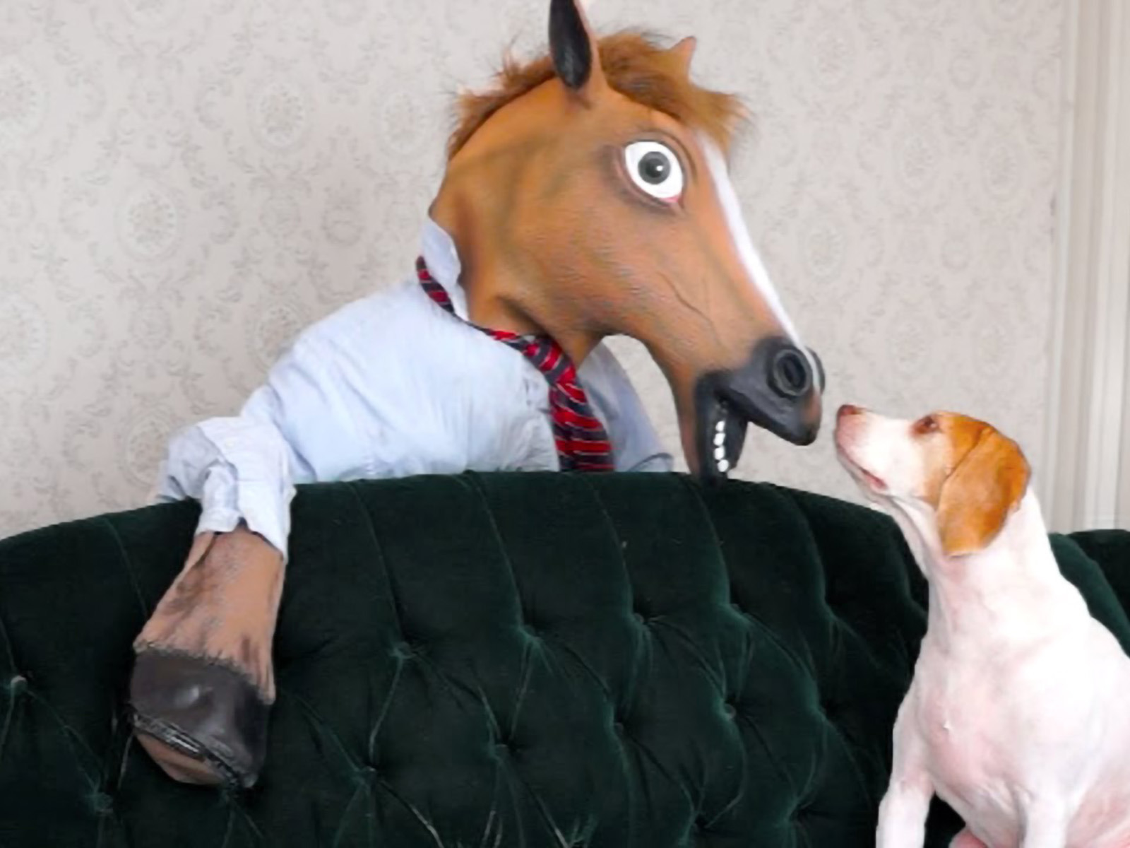 Prime Video: Halloween Maymo: Dogs in Costumes