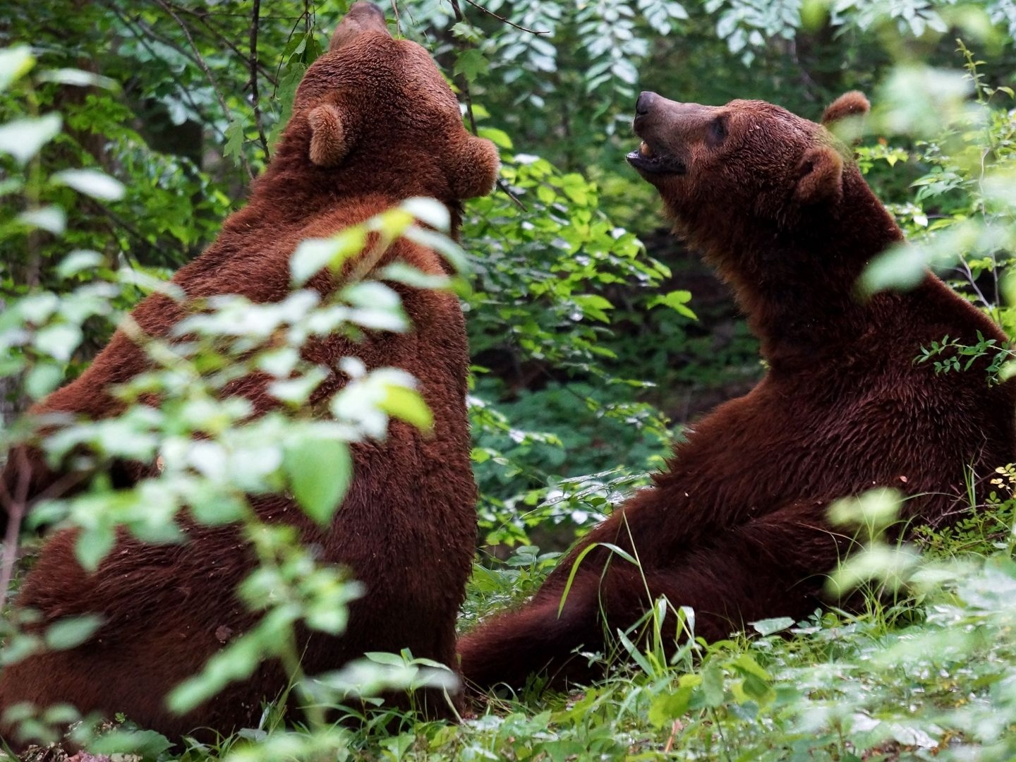 Prime Video: Project Grizzly - Season 1