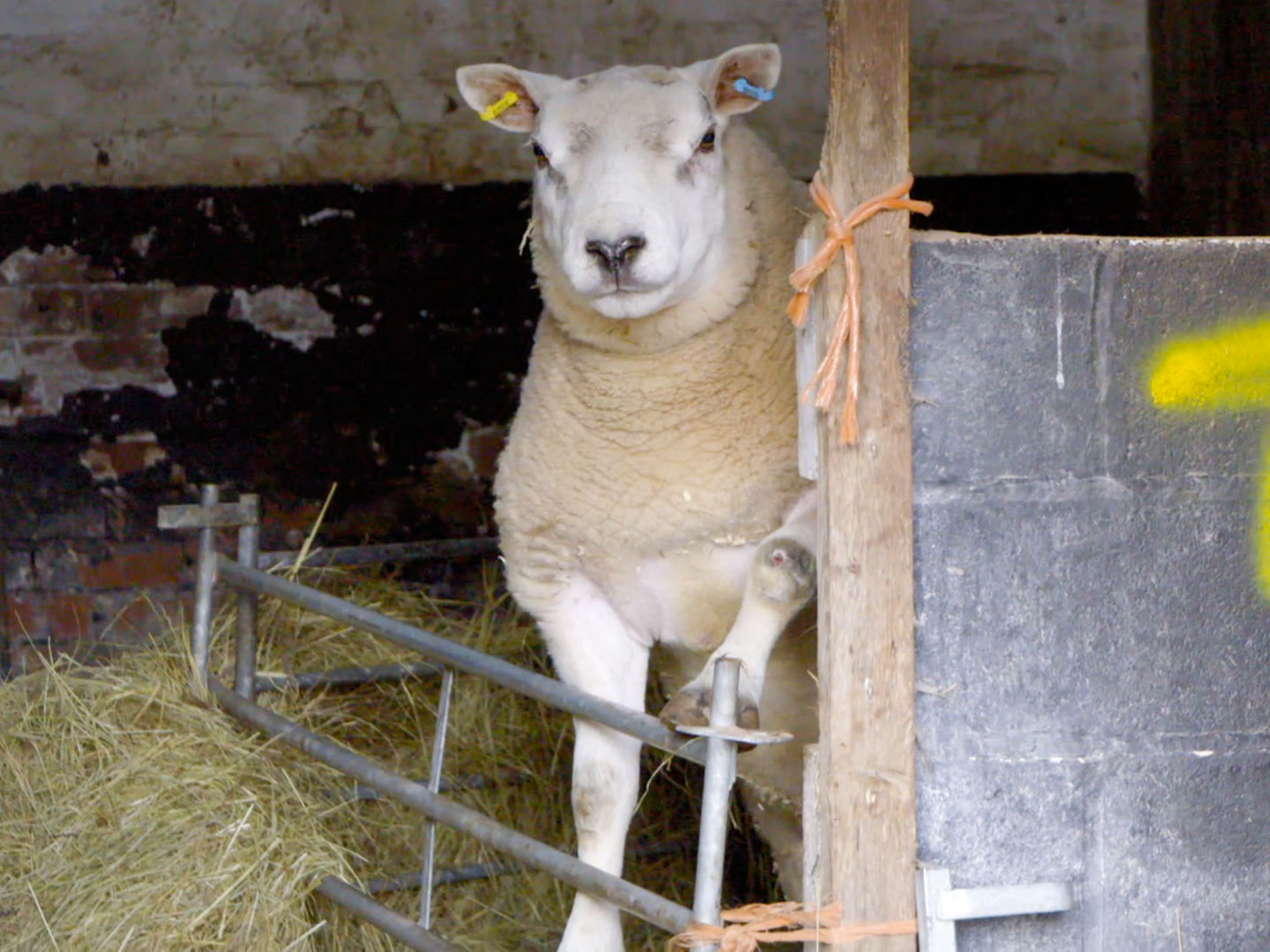 Prime Video: Born Mucky: Life on the Farm - Season 2