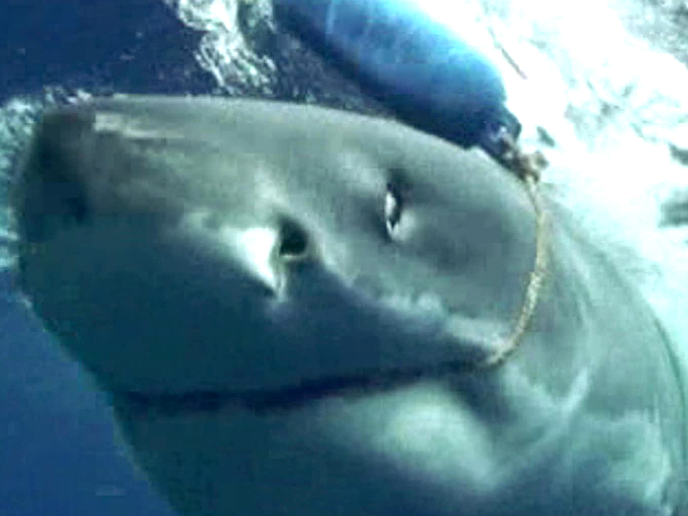 Prime Video: When Vacations Attack! - Season 1