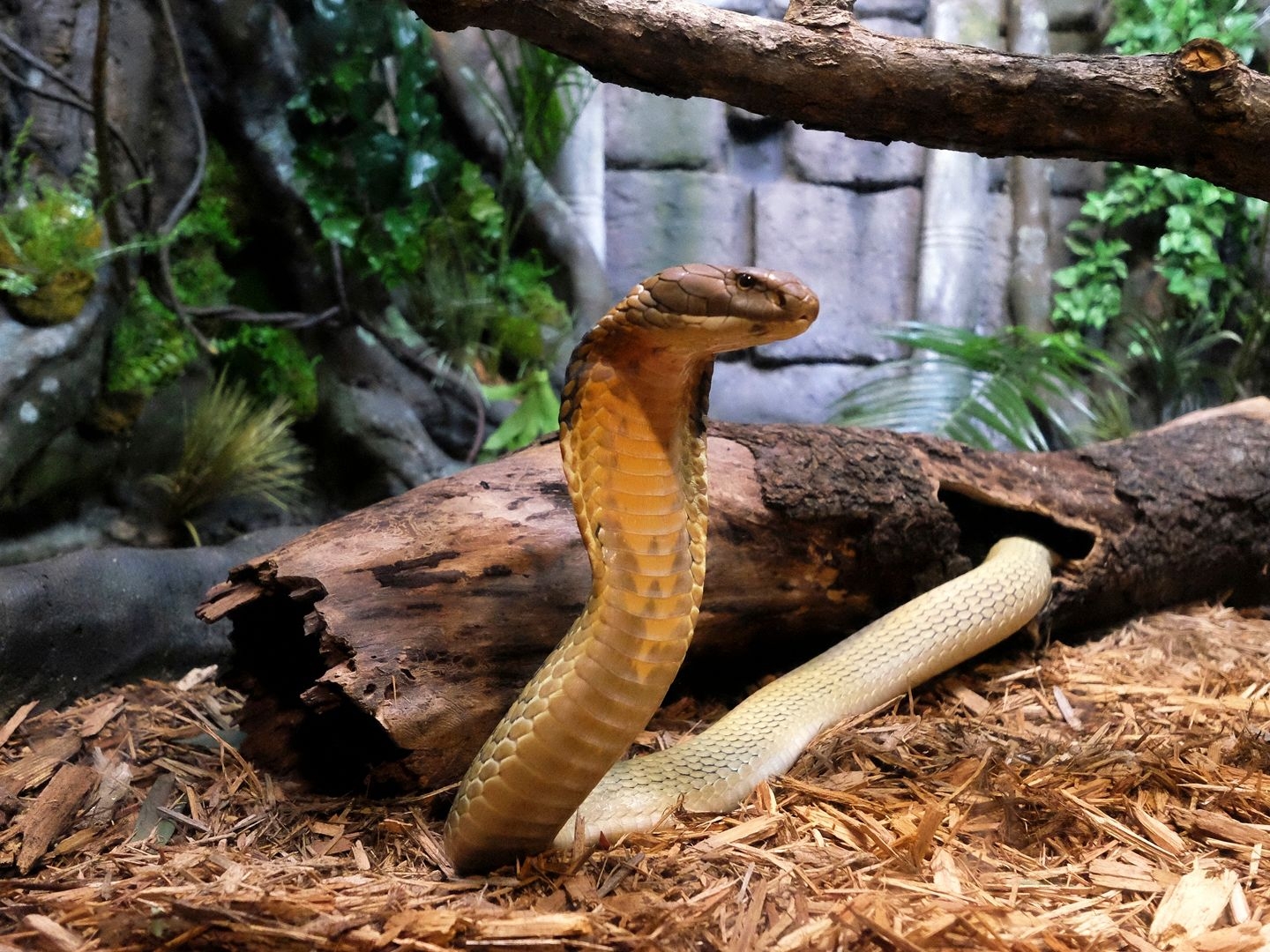 Prime Video: The Zoo - Season 1