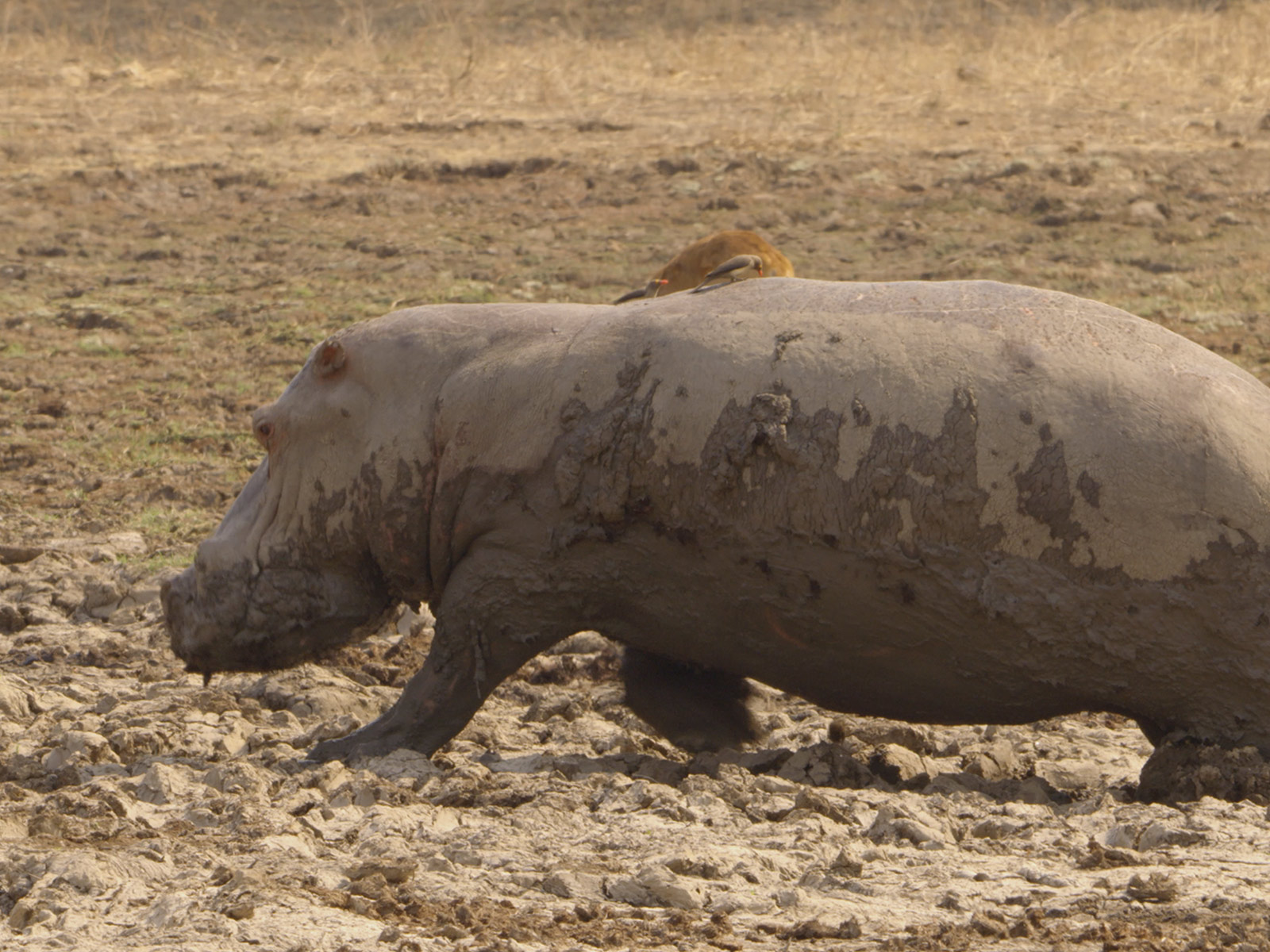 Prime Video: Untamed Valley - Season 1