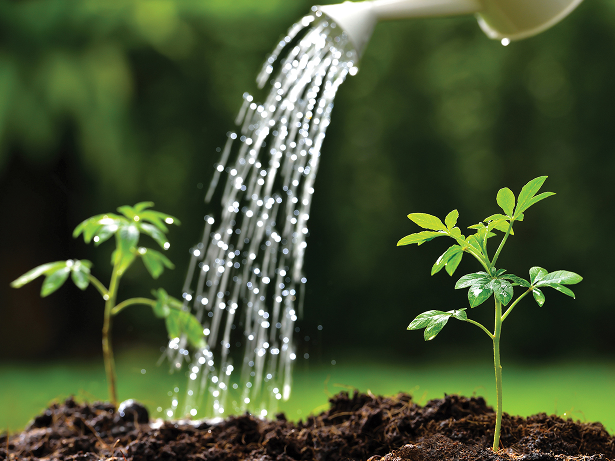 Prime Video: The Science of Gardening