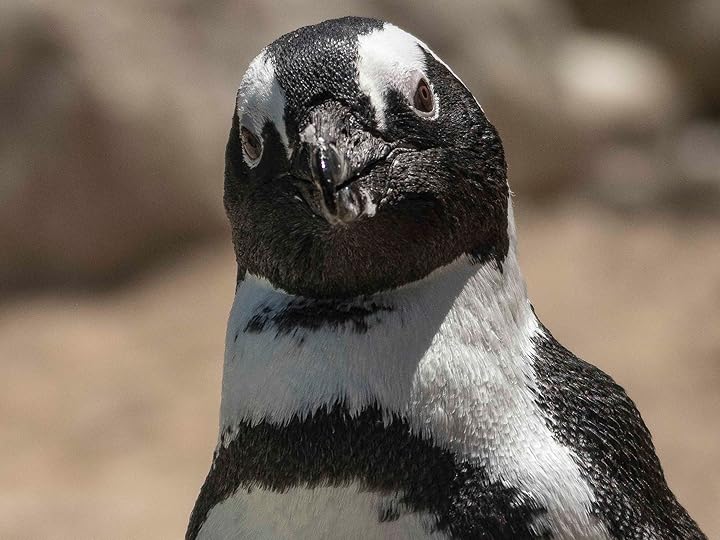 Prime Video: Meet The Penguins - Season 1