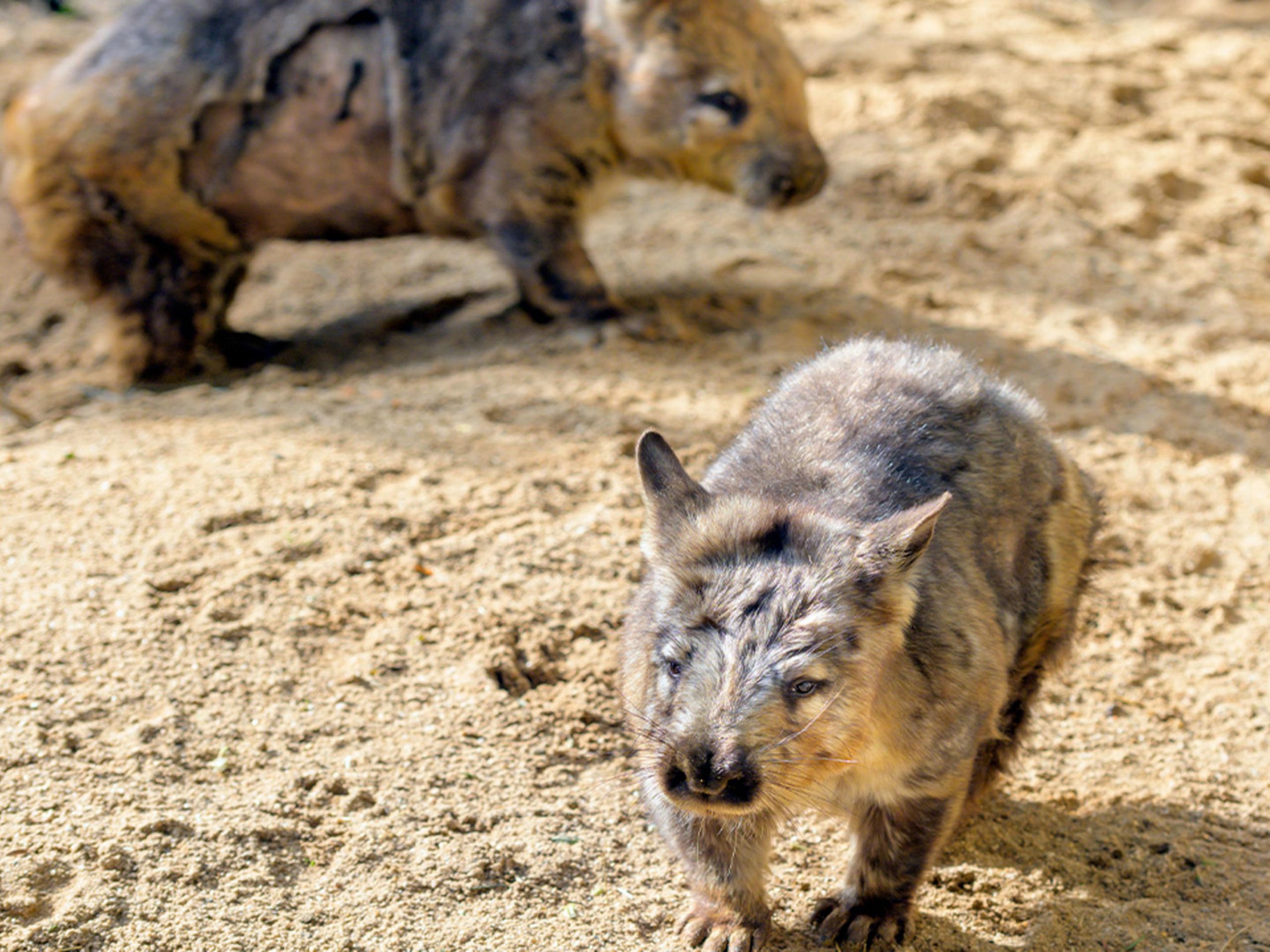 Prime Video: Mega Zoo - Saison 1