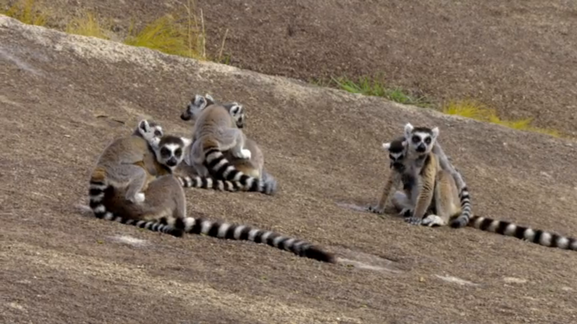 Prime Video: Land of Primates