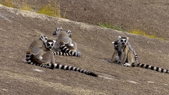 Prime Video: Land of Primates