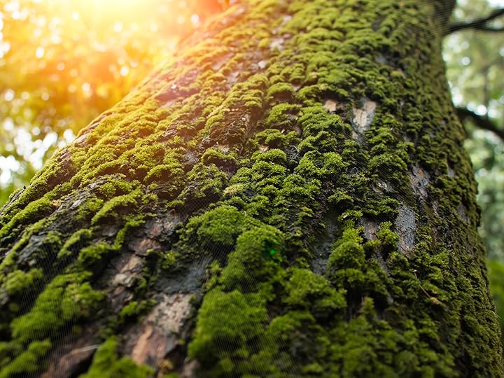 Prime Video: The Botanist's Eye: Identifying the Plants around You