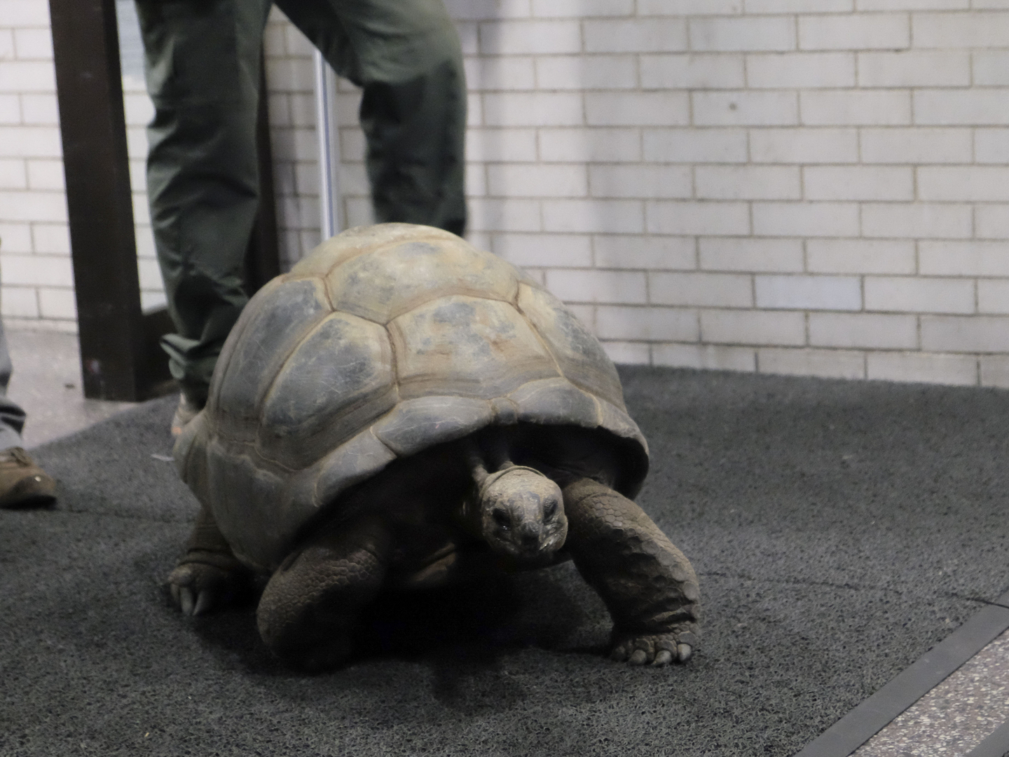 Prime Video: The Zoo - Season 1