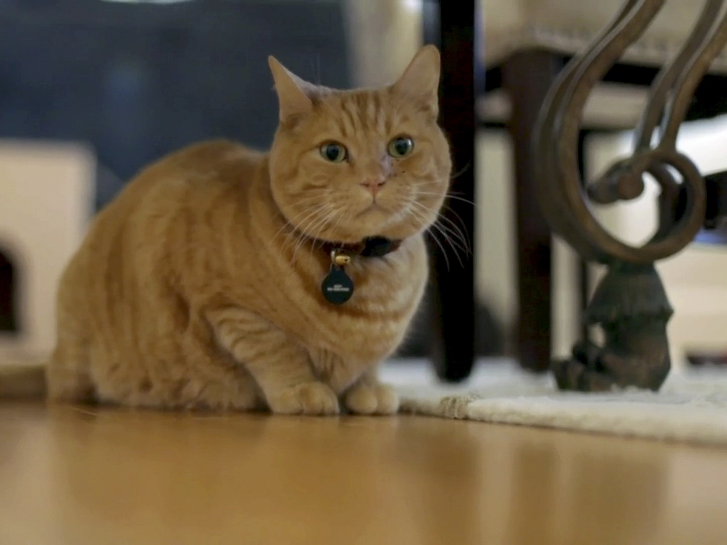 Prime Video: My Cat From Hell - Season 10