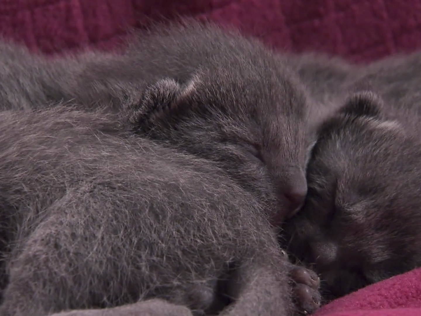 Prime Video: Too Cute! - Season 2