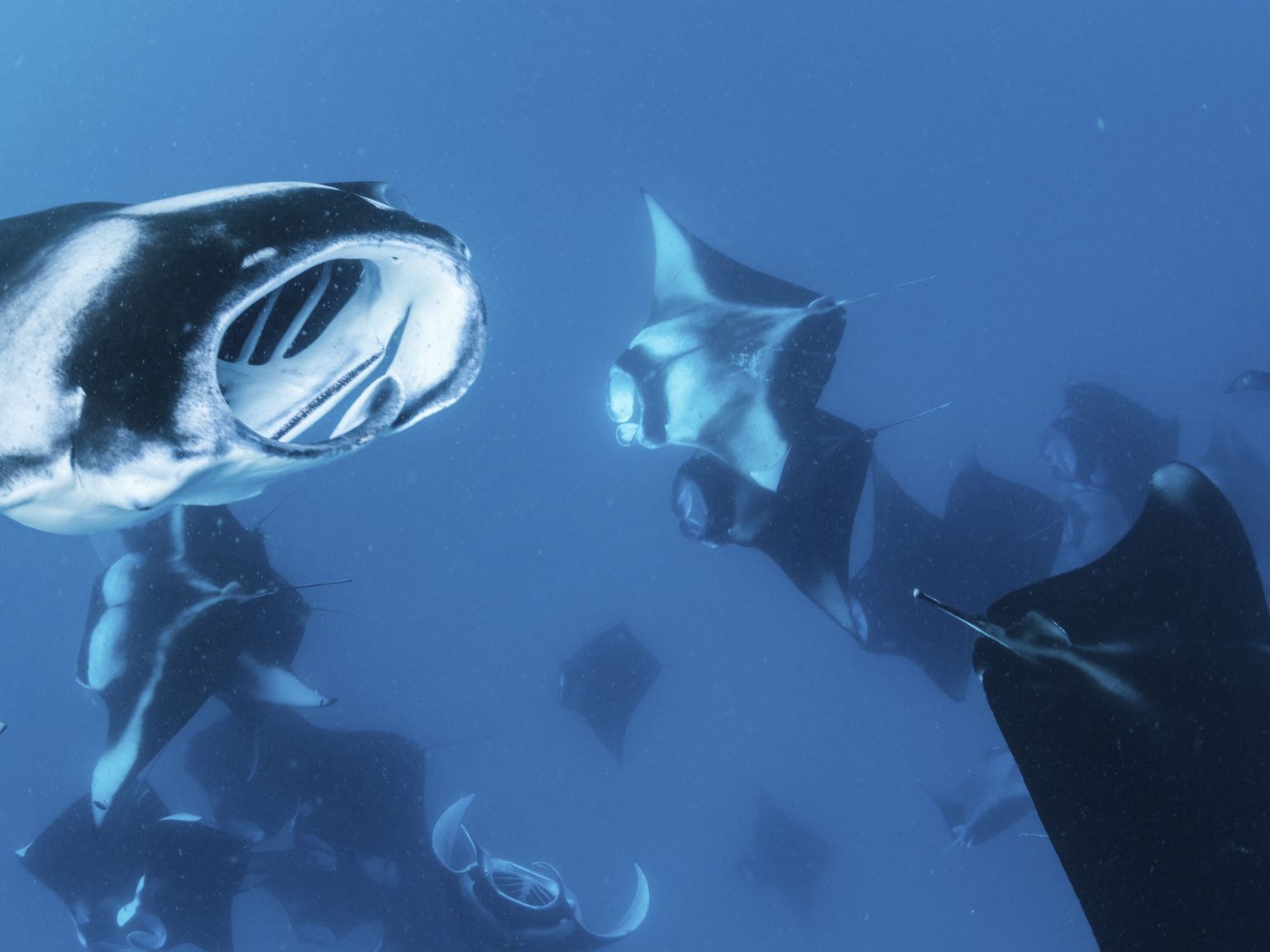 Prime Video: Chasing Ocean Giants - Season 1