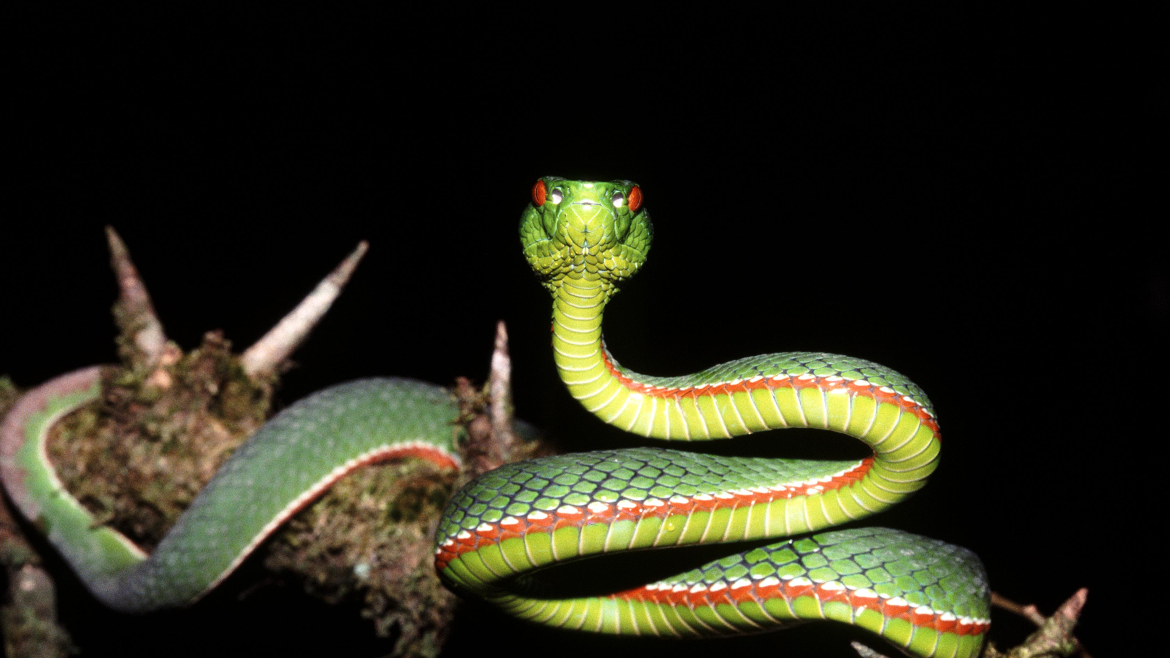 Prime Video: The Art of Nature