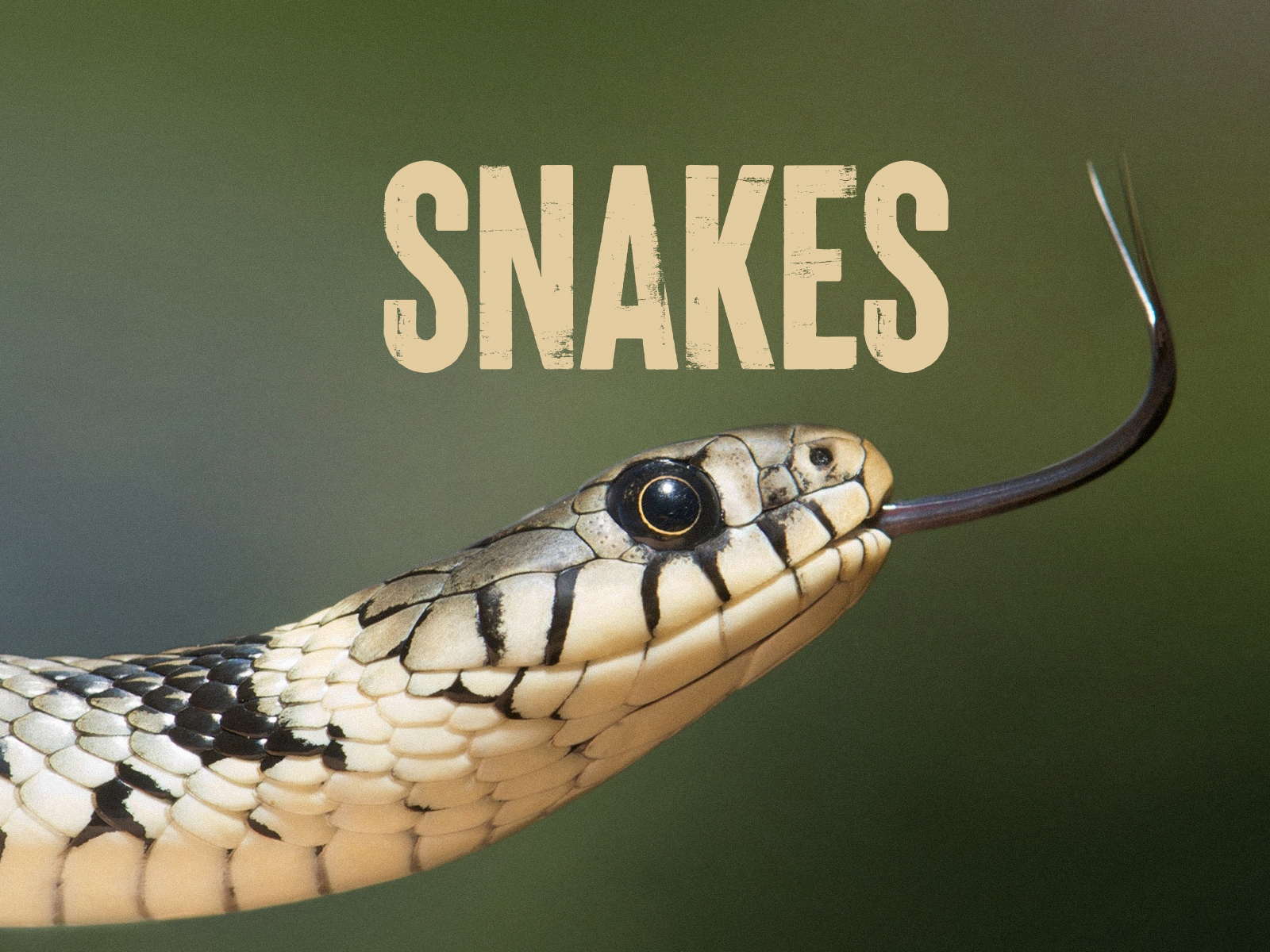Prime Video: Snakes - Season 1