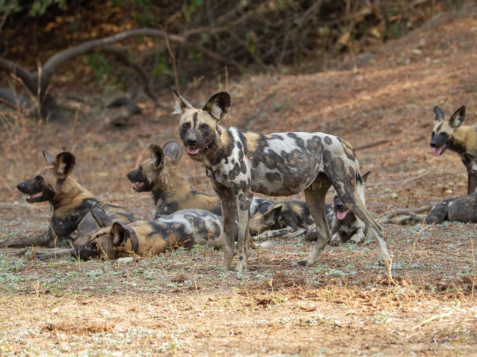 Prime Video: Wild Dogs: Running With The Pack