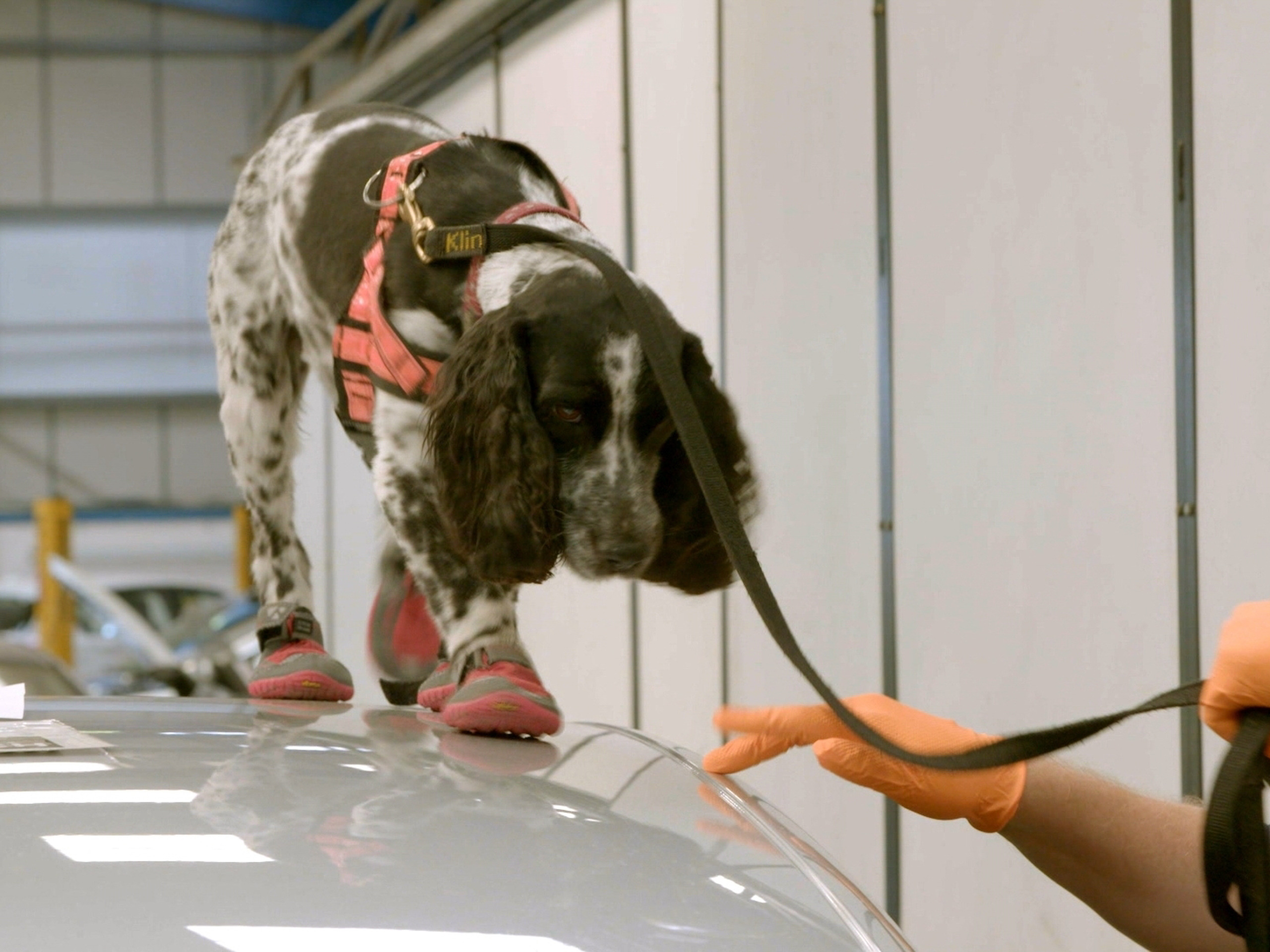 Prime Video: Dog Detectives - Season 1