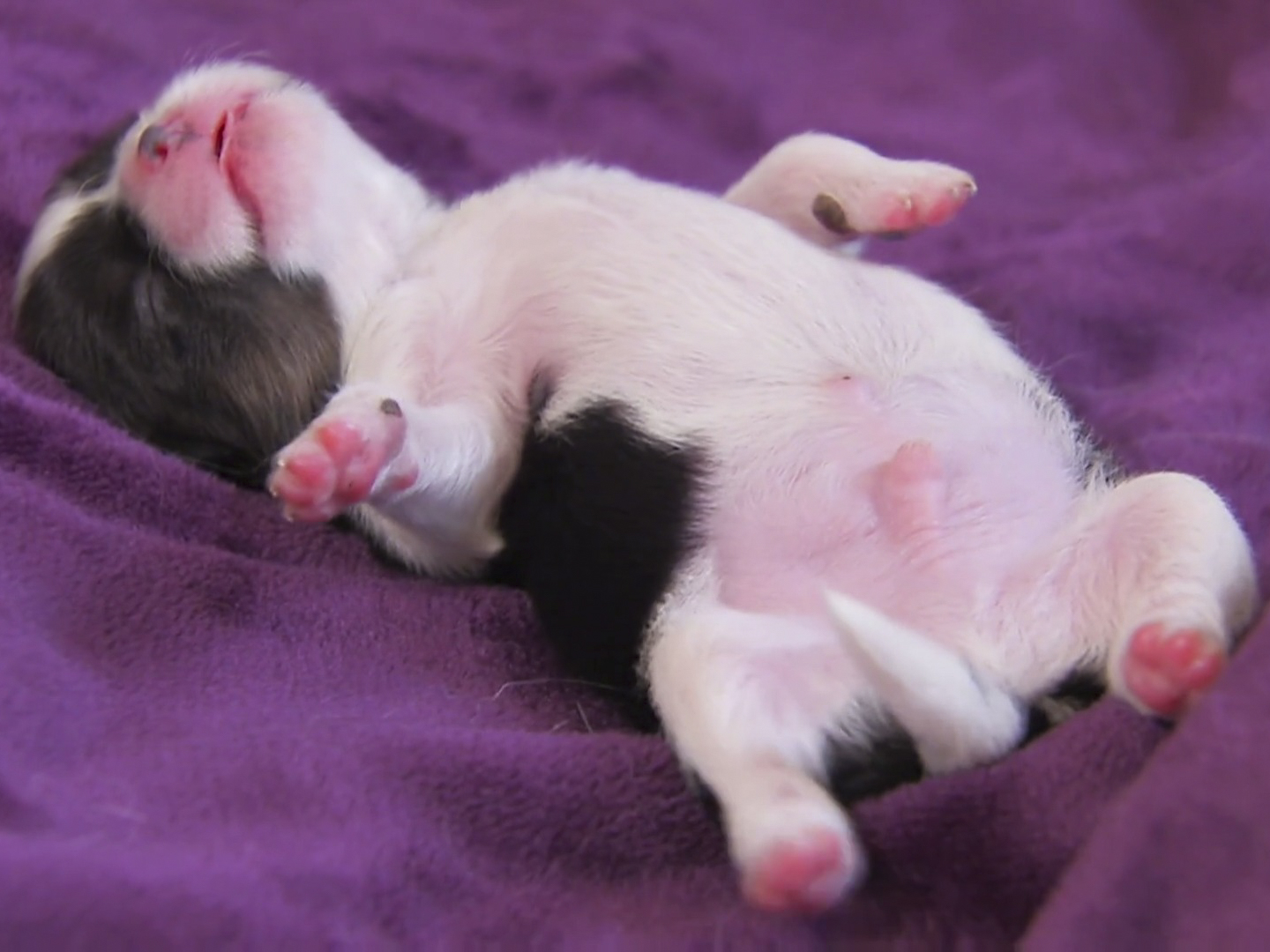 Prime Video: Too Cute! - Season 4