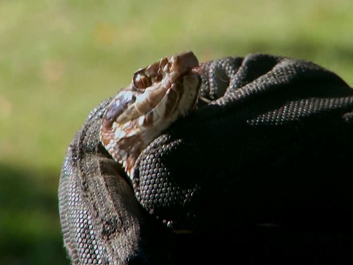 Prime Video: Swamp Brothers - Season 1