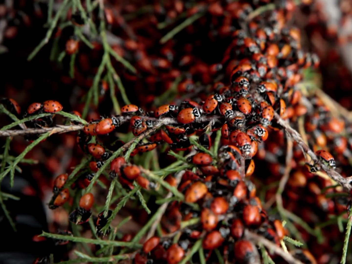 Prime Video: Infested! - Season 2