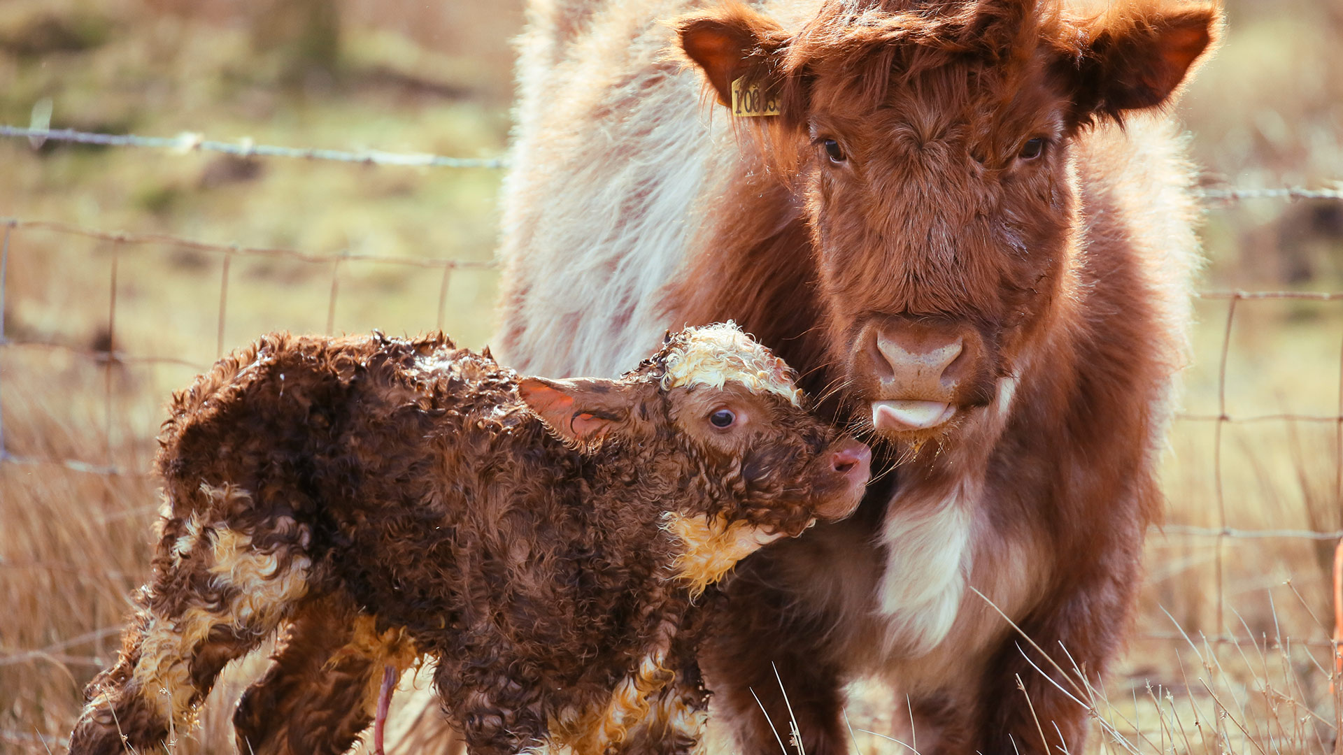 Prime Video: Animal Mums - Season 1