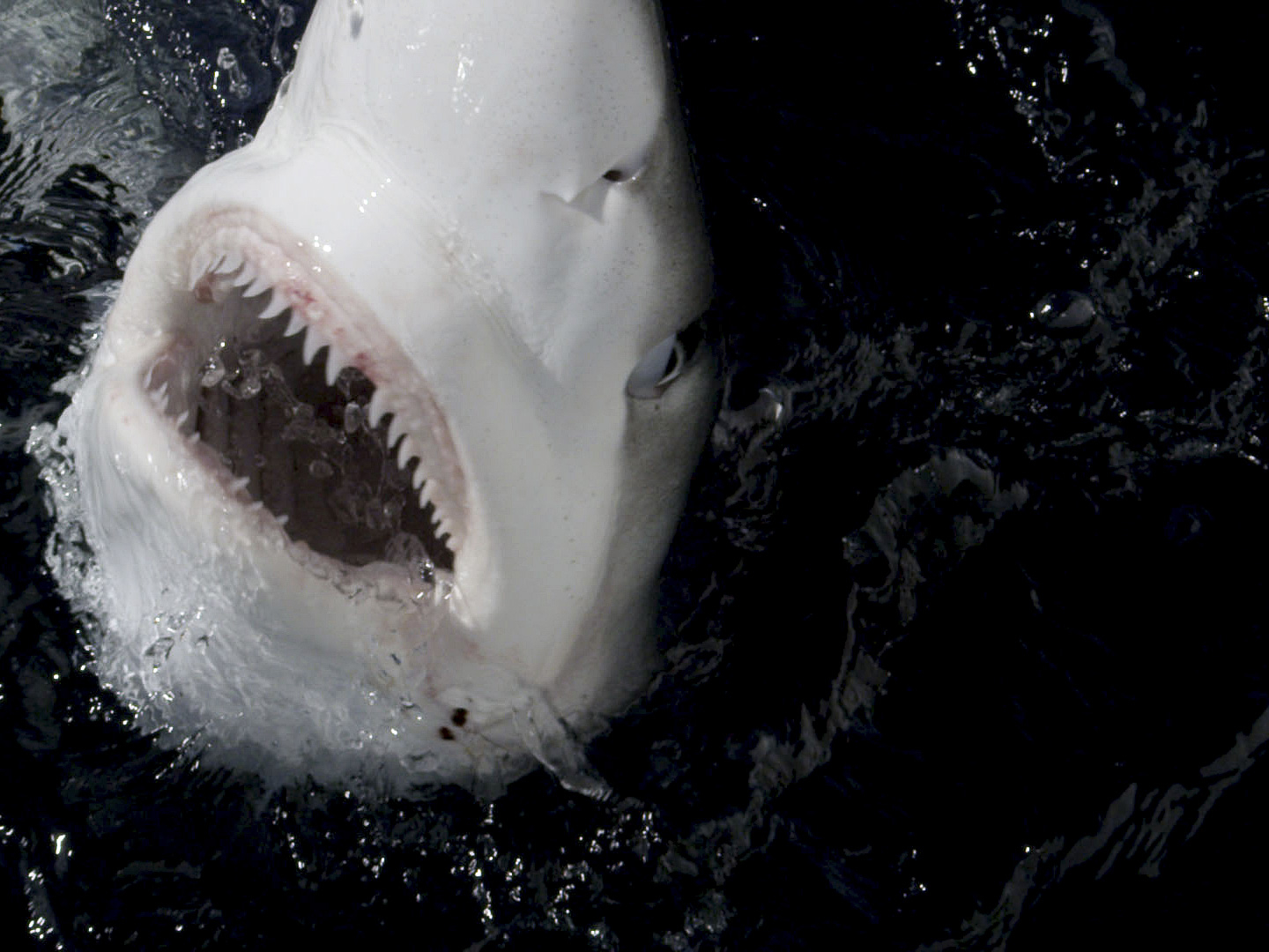 Prime Video: Shark Week - Season 2017