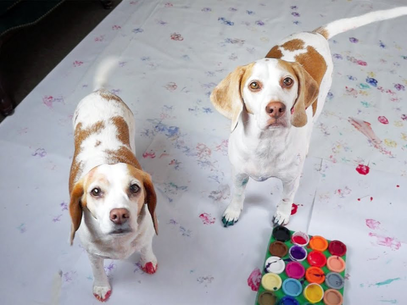 Prime Video: Cute Dogs Maymo & Penny