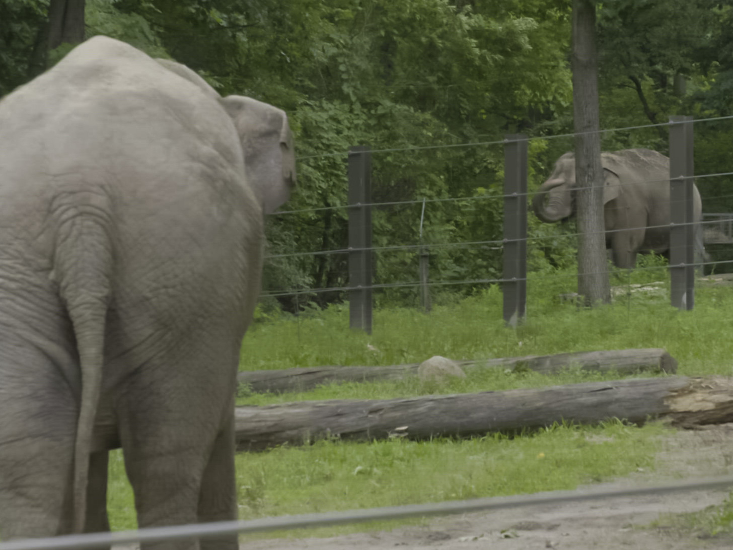 Prime Video: The Zoo - Season 5