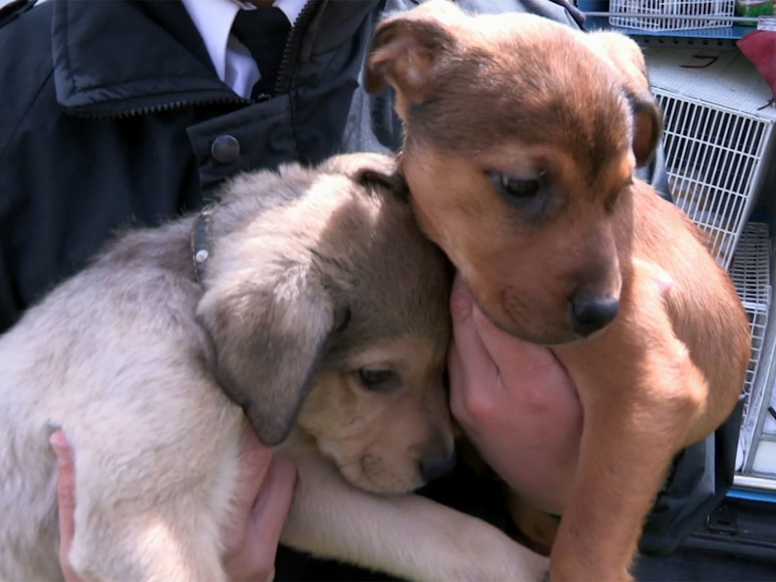 Prime Video: The Dog Rescuers