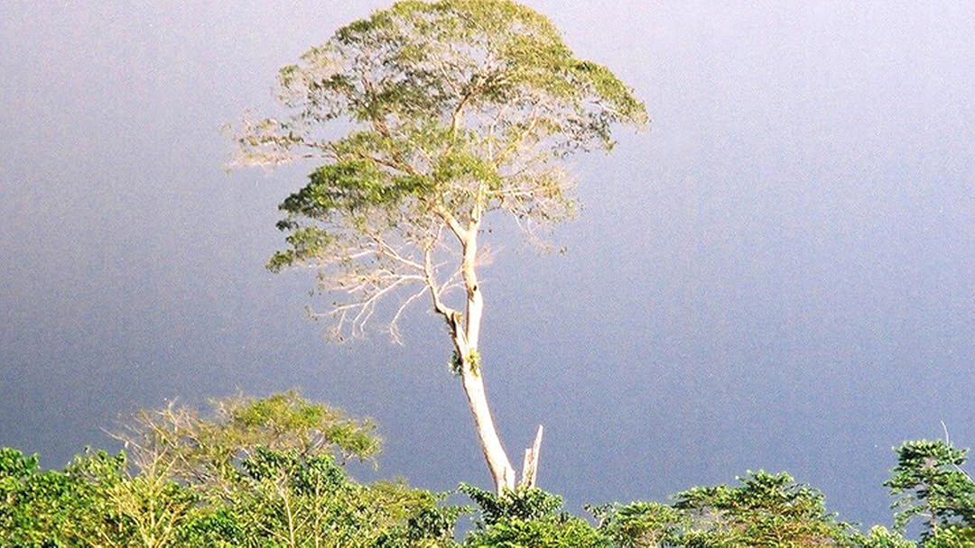 Watch Almendro - Tree of Life | Prime Video