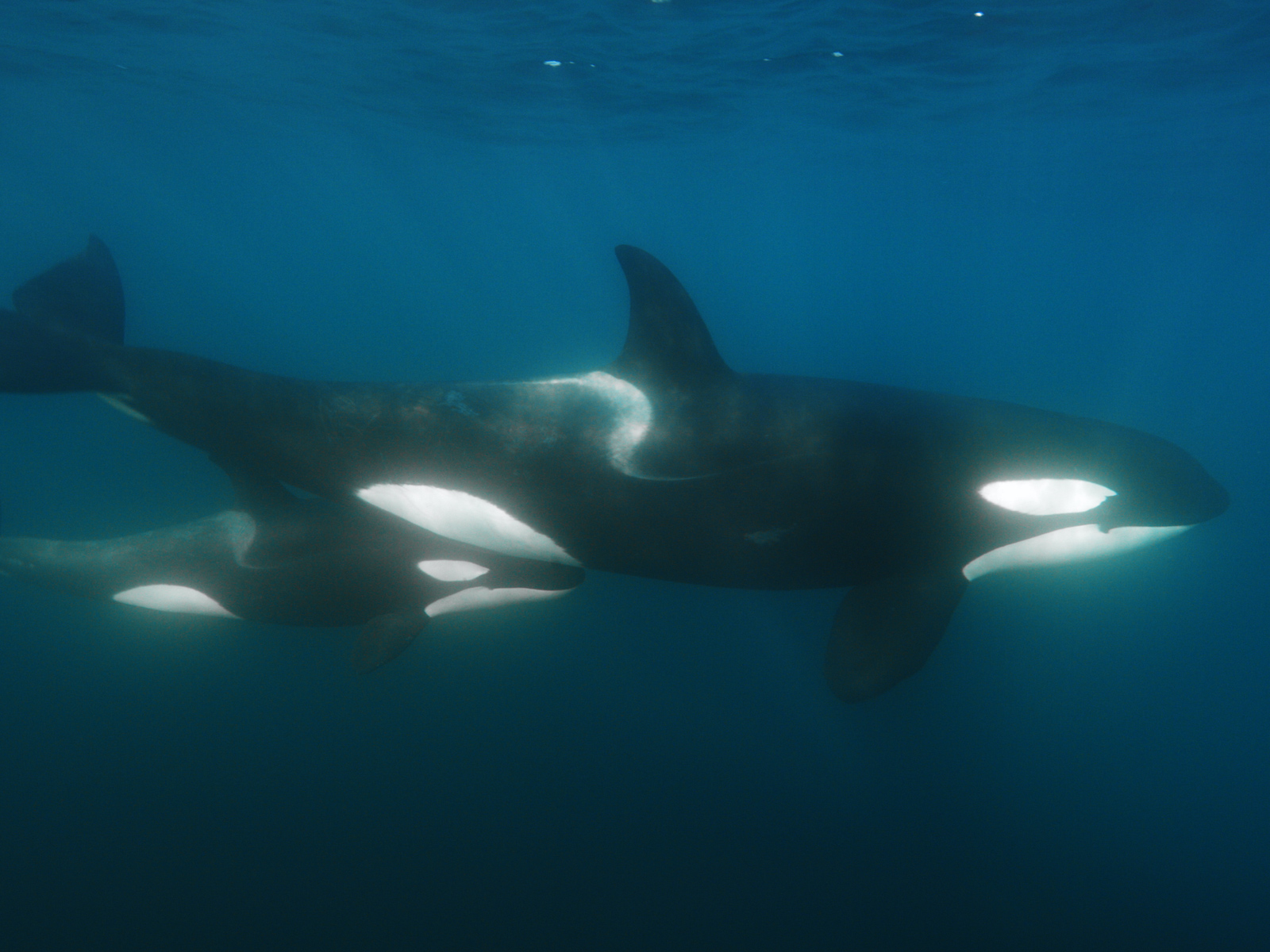 Prime Video: Ocean Predators