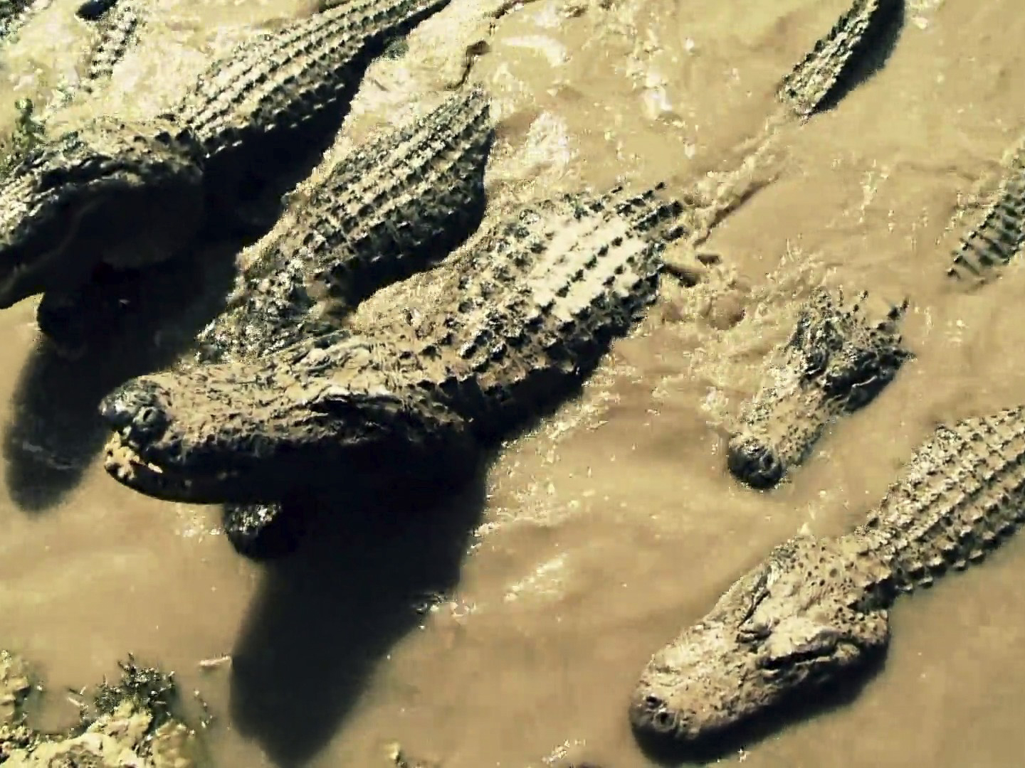 Prime Video: Swamp Wars - Season 3