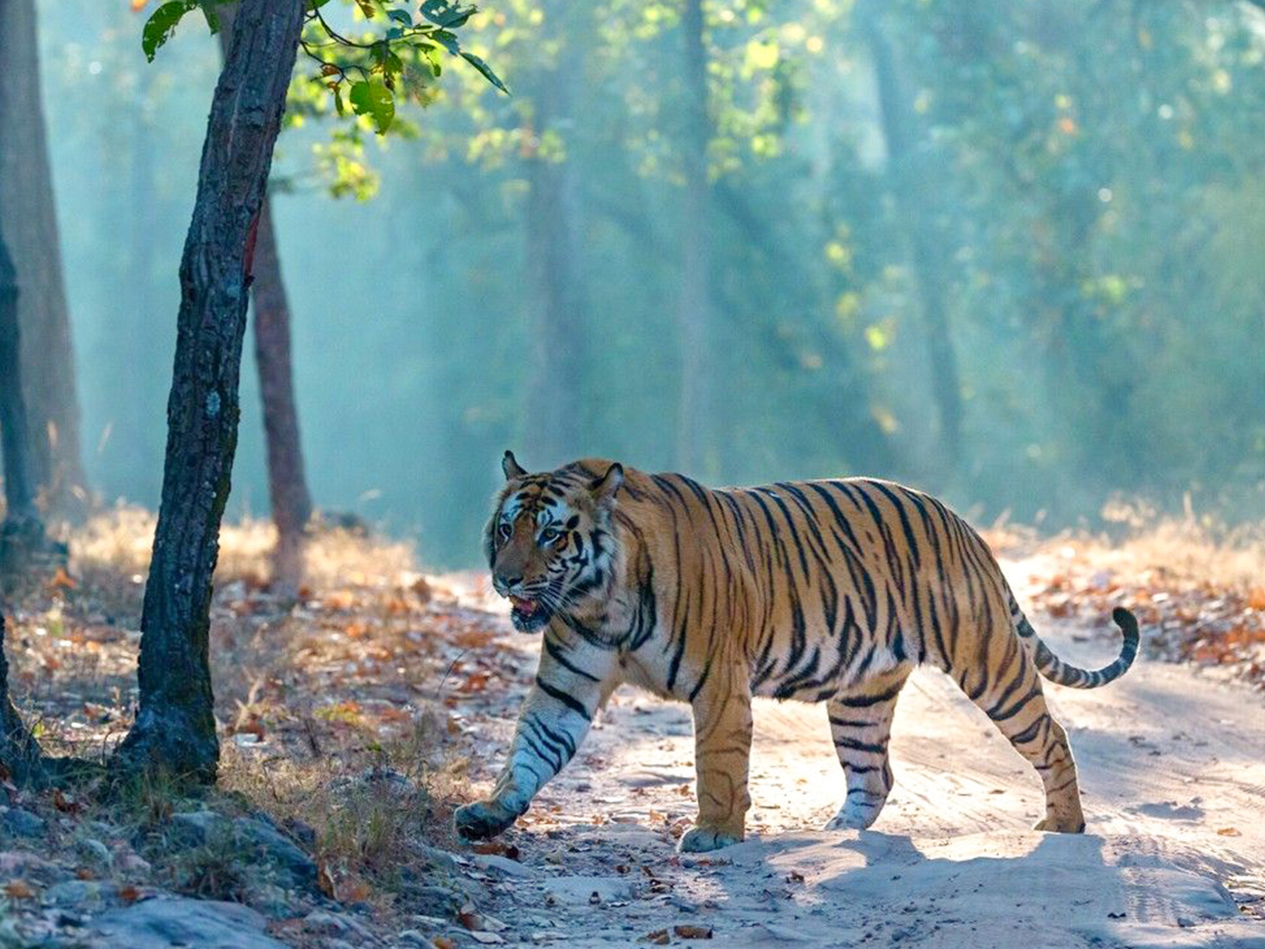 Prime Video: Wild Wild India Hindi