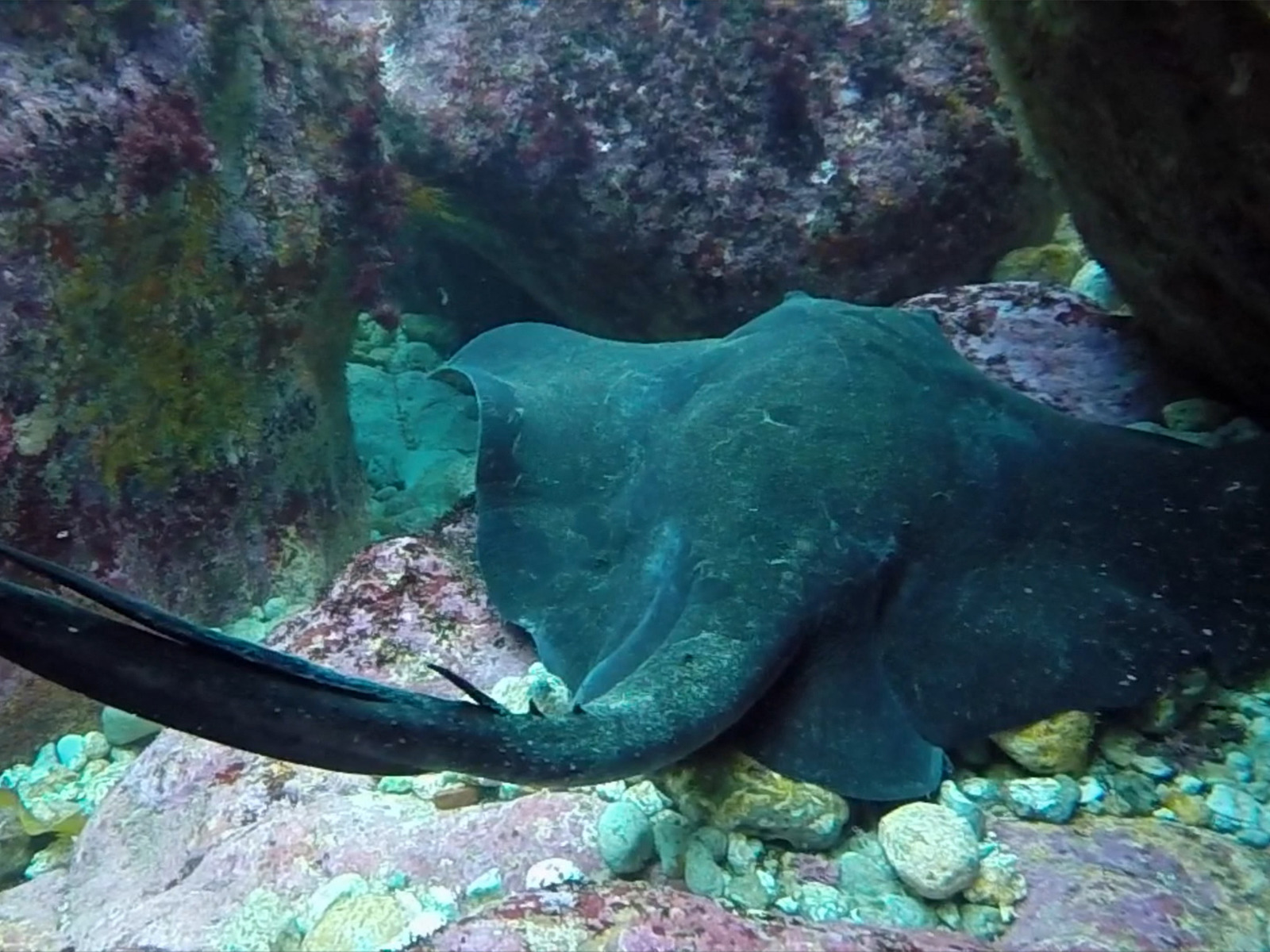 Prime Video: Shark Man with Riley Elliott