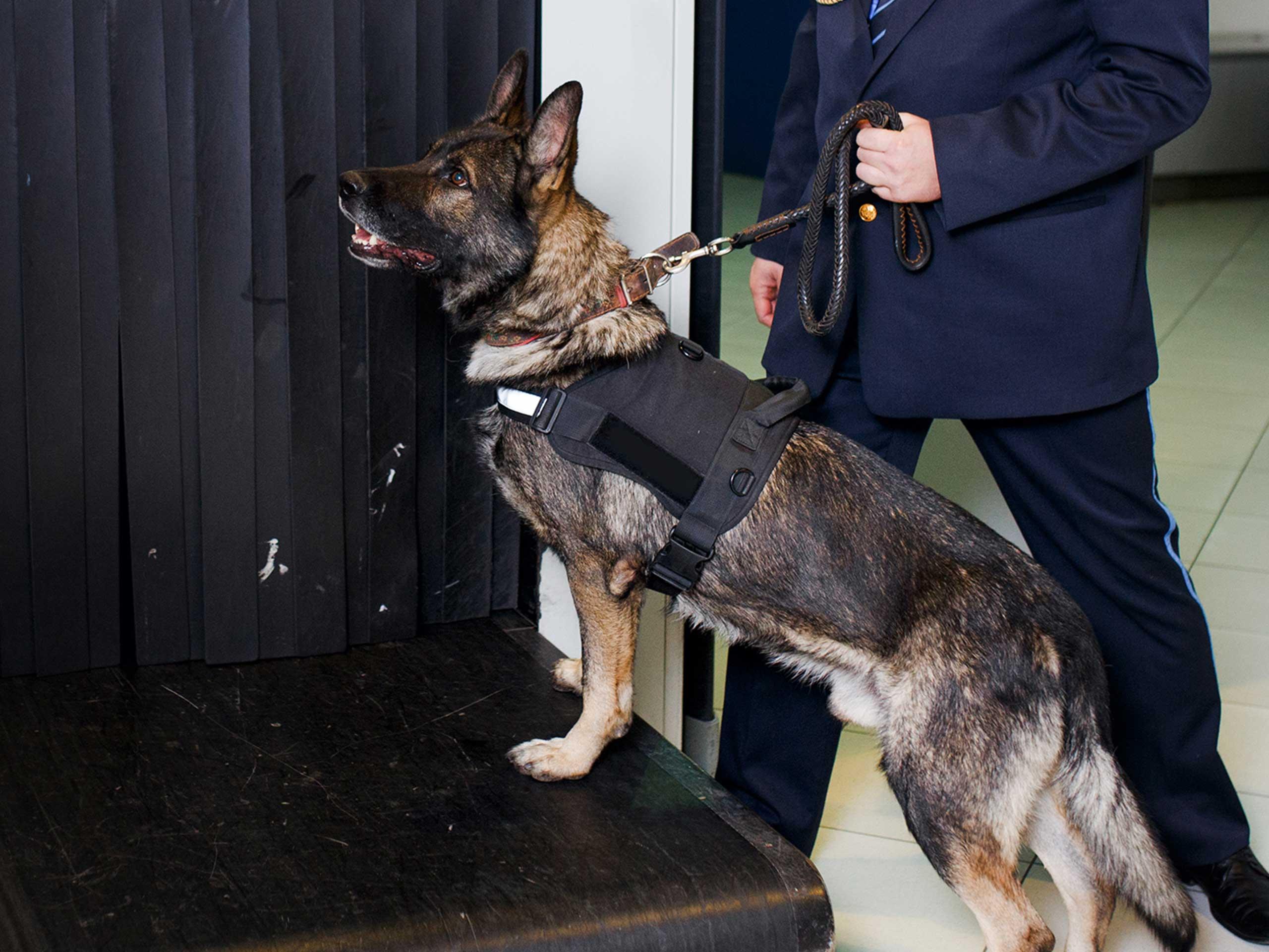 Prime Video: Terrorism Close Calls