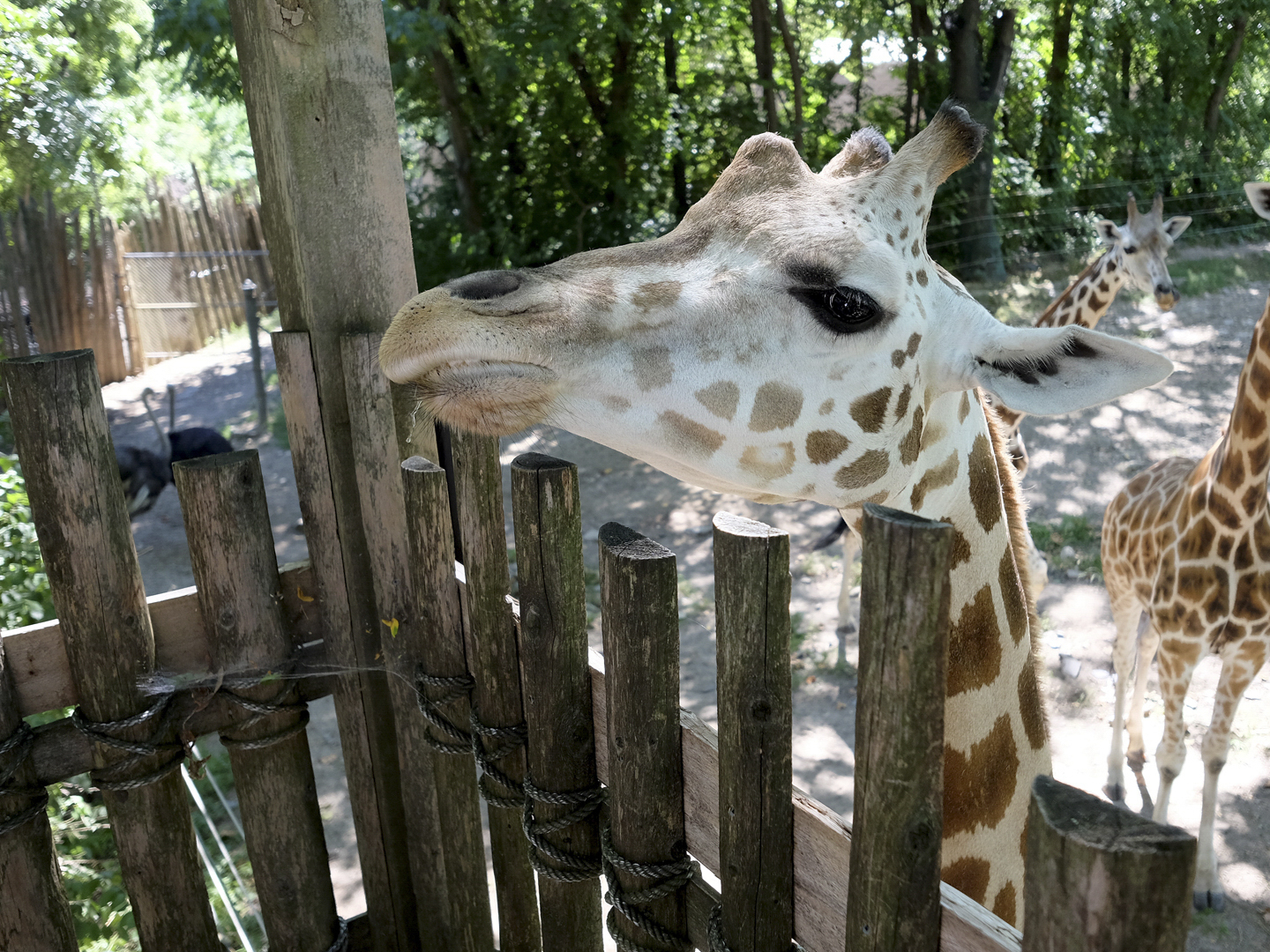 Prime Video: The Zoo - Season 1