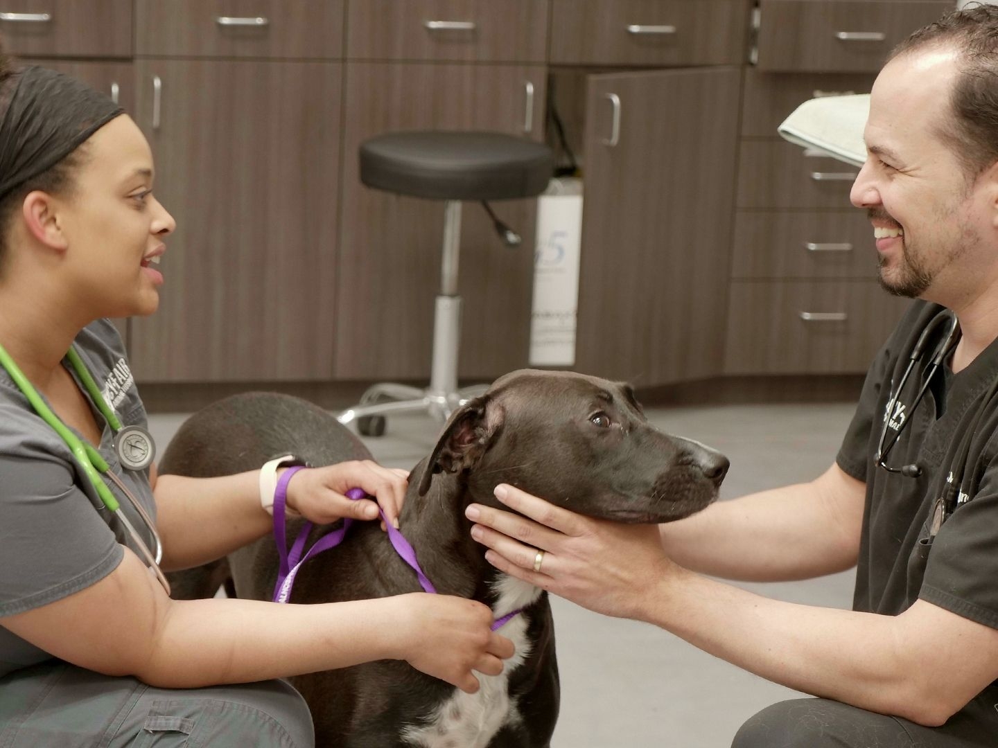 Prime Video: The Vet Life - Season 3