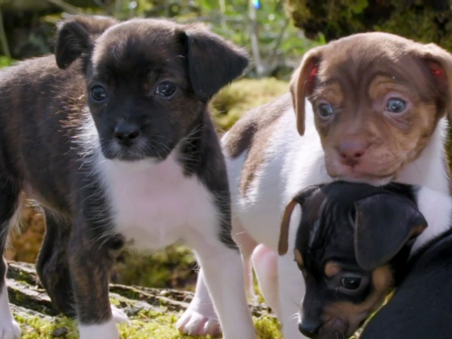 Prime Video: Amanda to the Rescue - Season 1