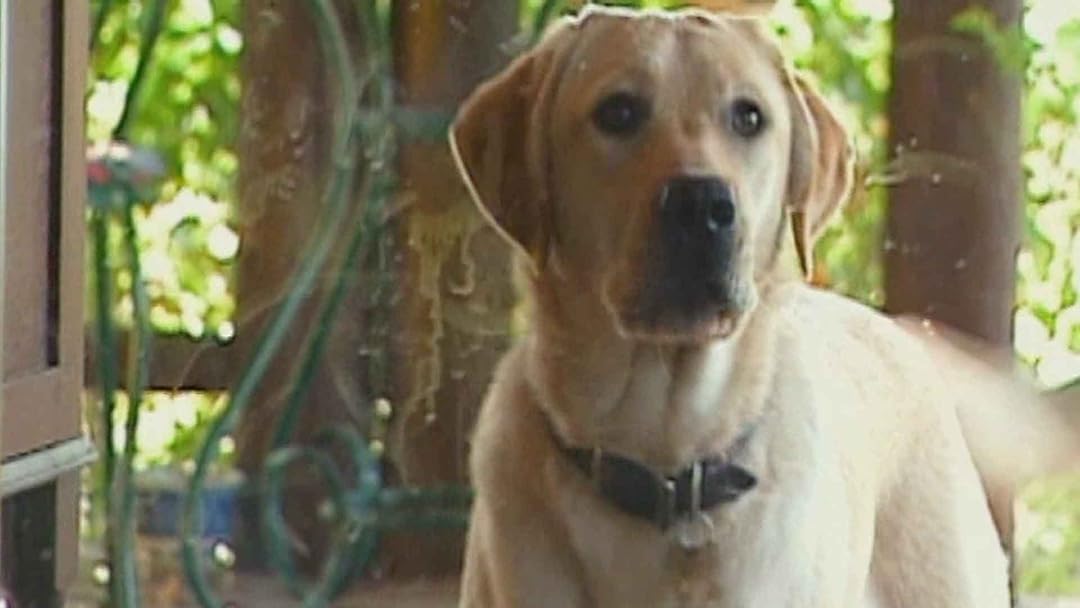 Watch Animal Miracles | Prime Video