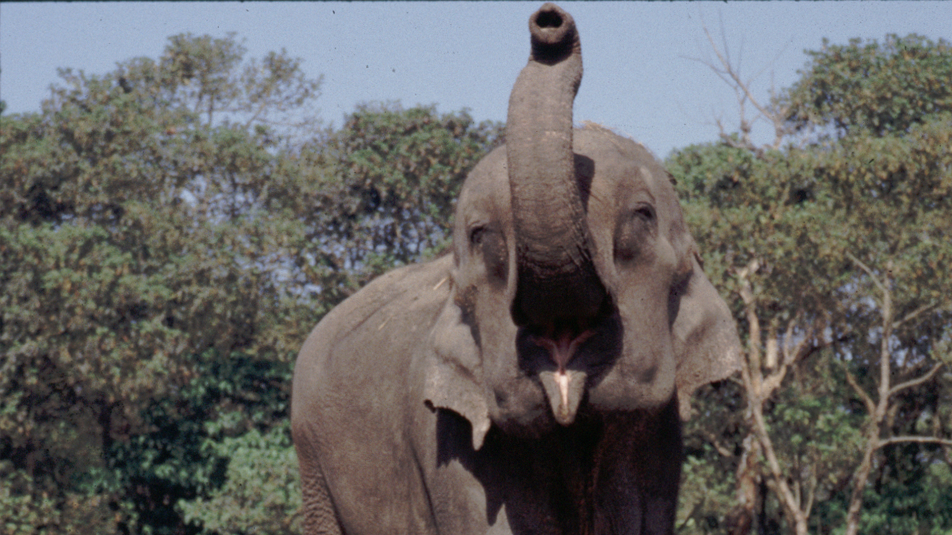 Watch Guardians of Eden | Prime Video