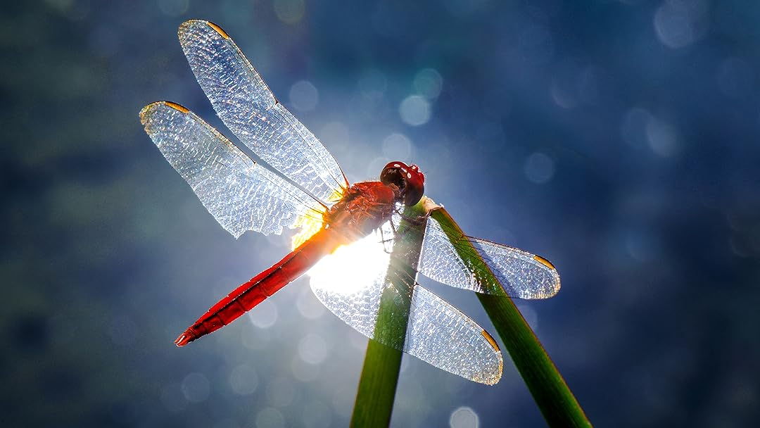 Prime Video: Wonders of Life - Season 1