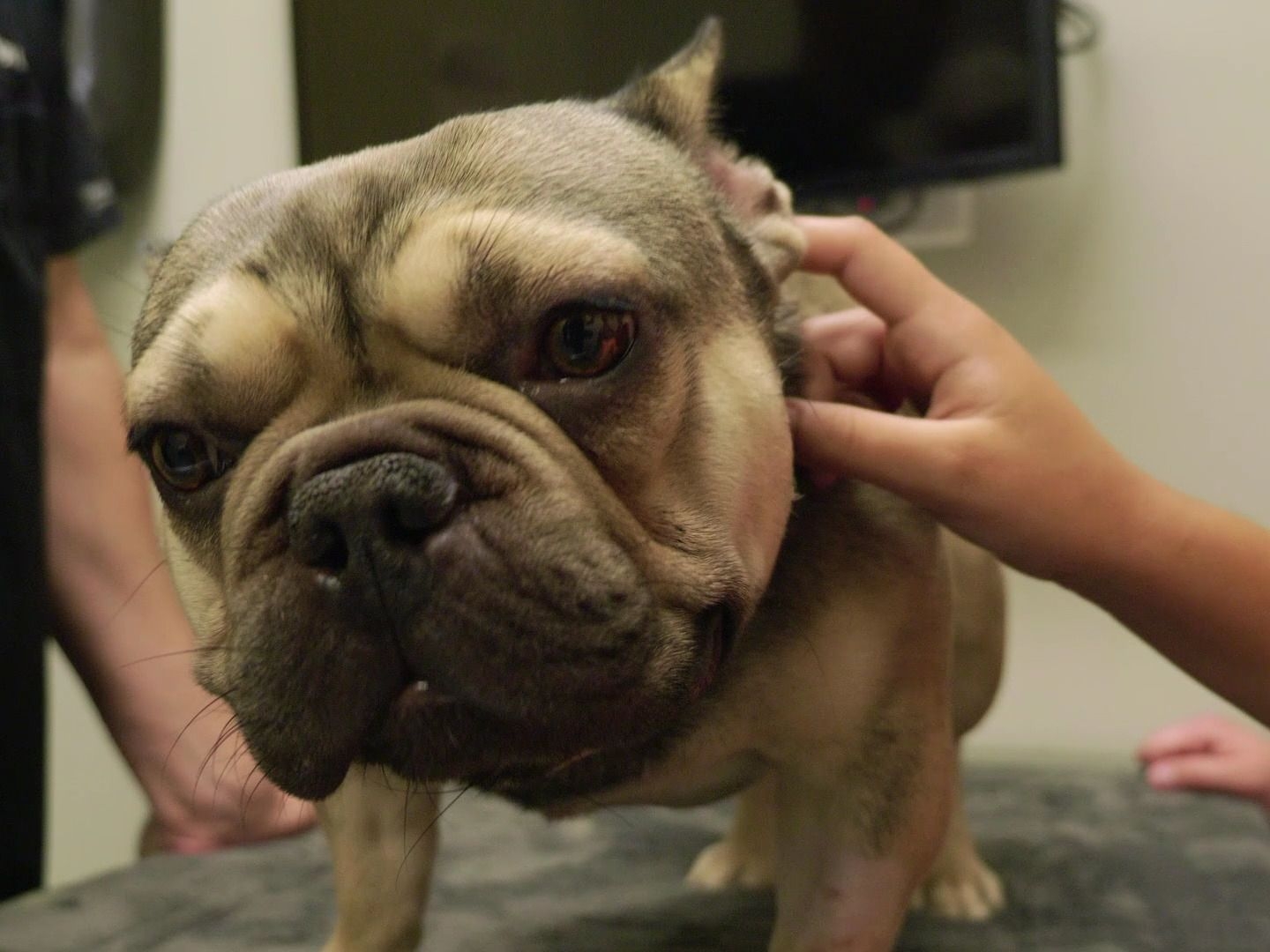 Prime Video: The Vet Life - Season 3