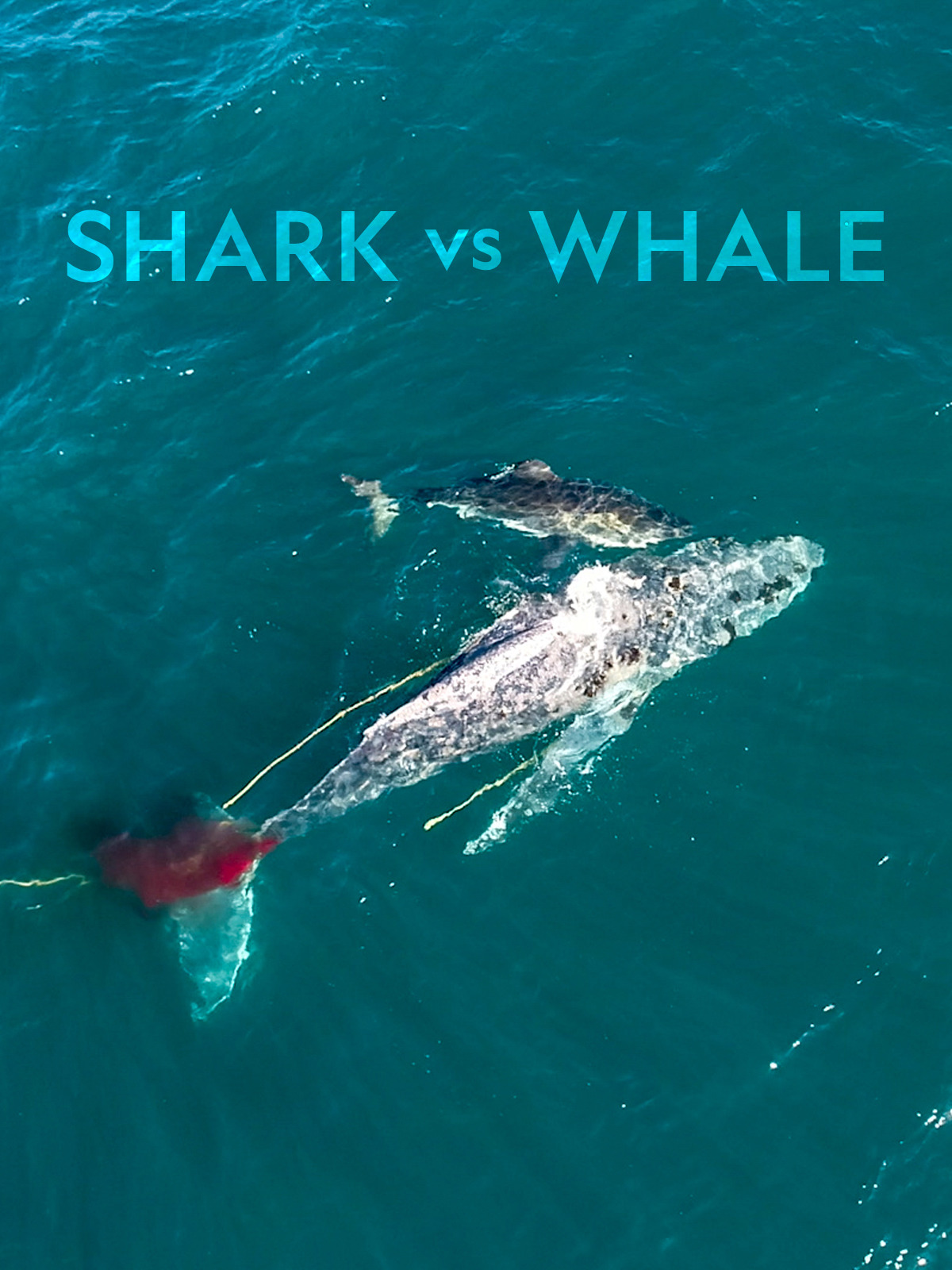 Prime Video: Shark vs. Whale