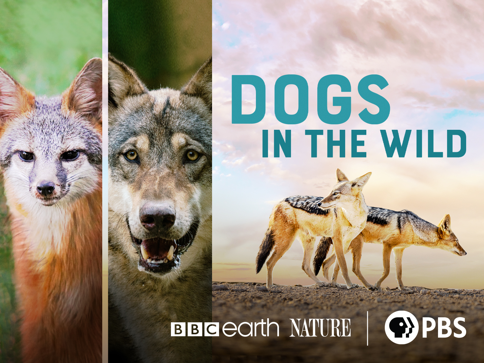 Prime Video: Dogs in the Wild, Season 1