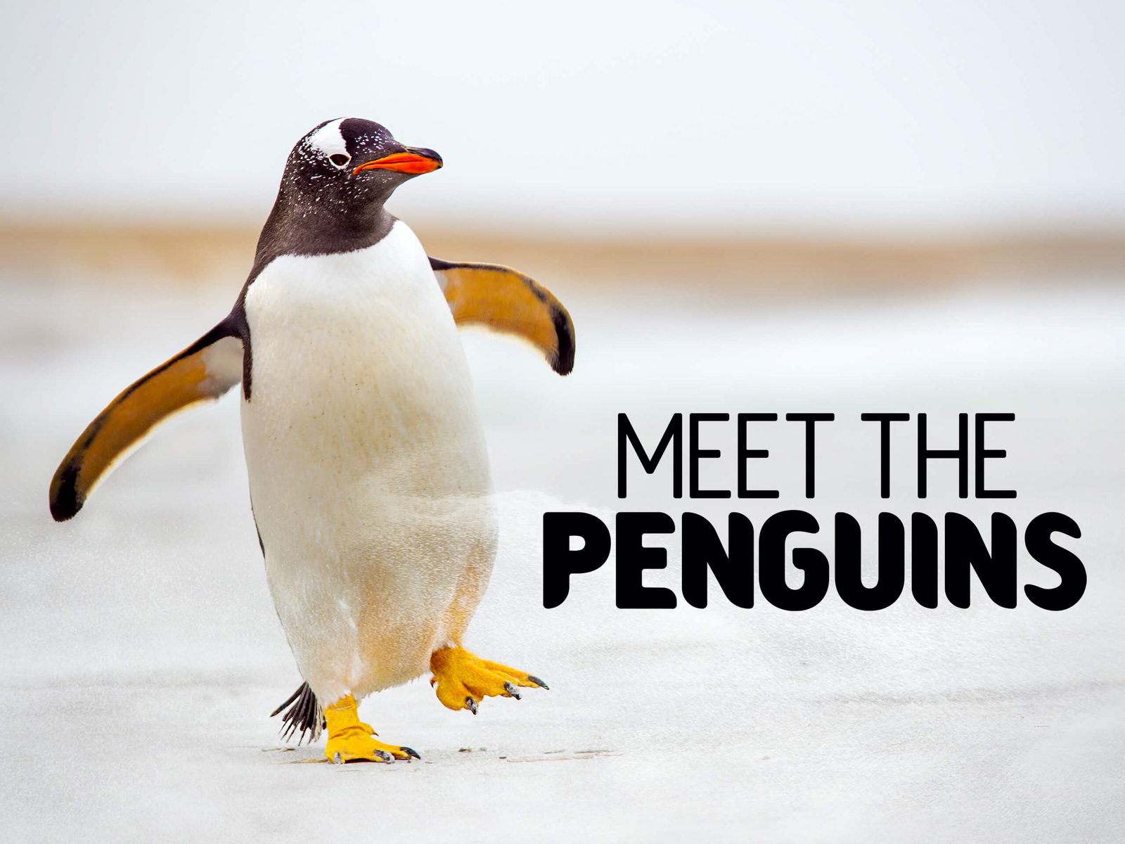 Prime Video: Meet The Penguins - Season 1